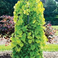 Golden Falls® Weeping Redbud | Natorp's Online Plant Store