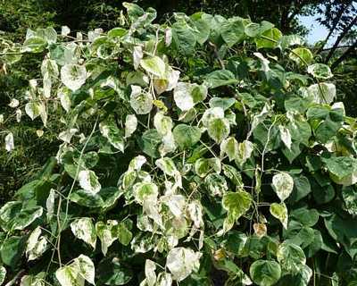 Whitewater Weeping Variegated Redbud | Natorp's Online Plant Store