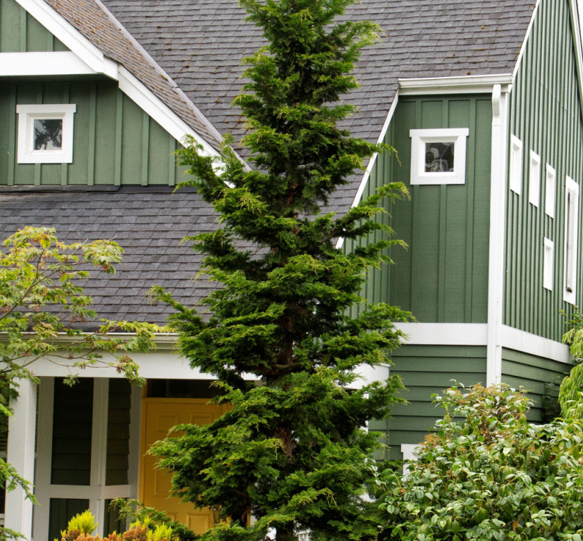 Gracilis Hinoki Falsecypress | Natorp's Online Plant Store