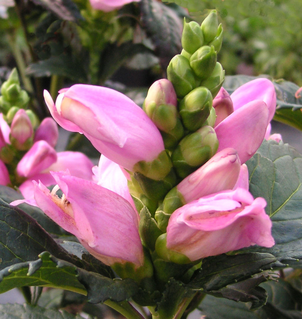 Hot Lips Turtlehead | Natorp's Online Plant Store