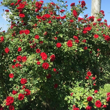 Cherry Frost™ Rose | Natorp's Online Plant Store