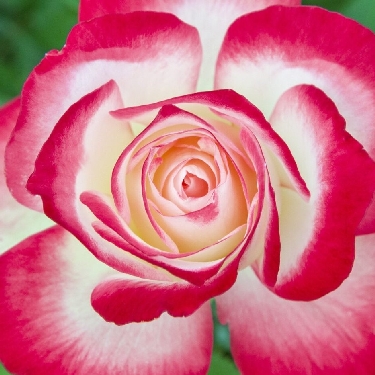 Cherry Parfait™ Rose | Natorp's Online Plant Store