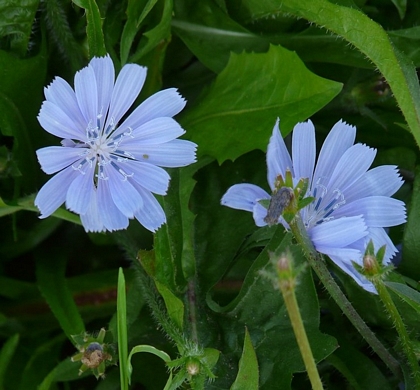 Common Chicory | Natorp's Online Plant Store