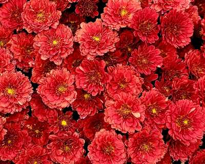 Aideen Red Fire Mum | Natorp's Online Plant Store