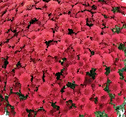 Ashley Red Mum | Natorp's Online Plant Store