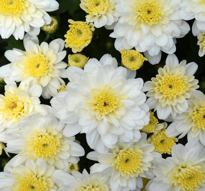 Chelsey White Mum | Natorp's Online Plant Store