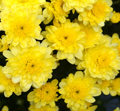 Chelsey Yellow Mum | Natorp's Online Plant Store