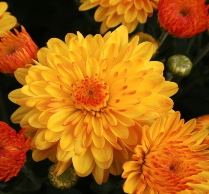 Cheryl™ Golden Mum | Natorp's Online Plant Store