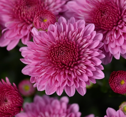 Cheryl™ Pink Mum | Natorp's Online Plant Store