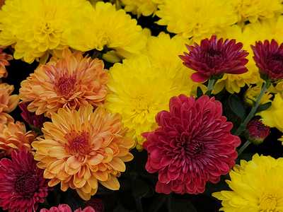 Cheryl™ Tricolor Mum Mix | Natorp's Online Plant Store