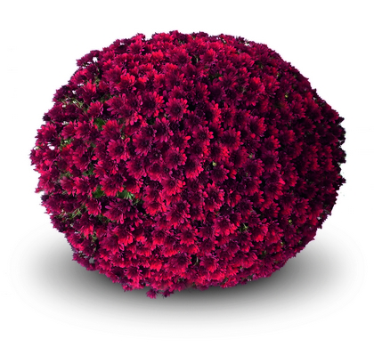 Como Red Mum | Natorp's Online Plant Store