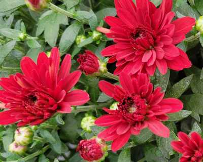 Cynthia Scarlet Mum | Natorp's Online Plant Store