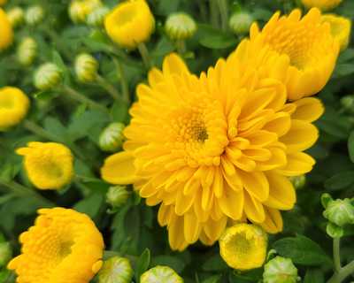 Desire Golden Mum | Natorp's Online Plant Store