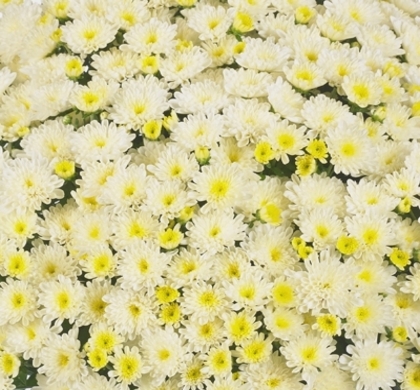 Ditto White Mum | Natorp's Online Plant Store