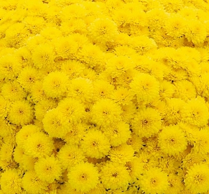 Party Yellow Mum | Natorp's Online Plant Store