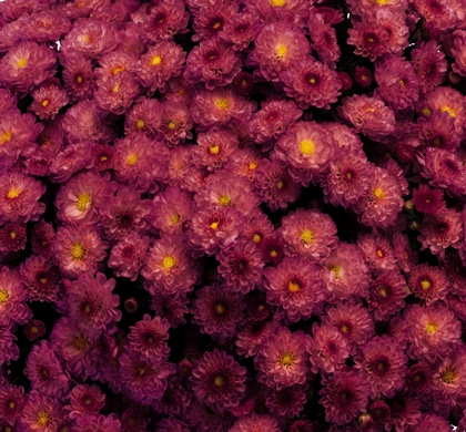 Gigi Dark Pink Mum | Natorp's Online Plant Store