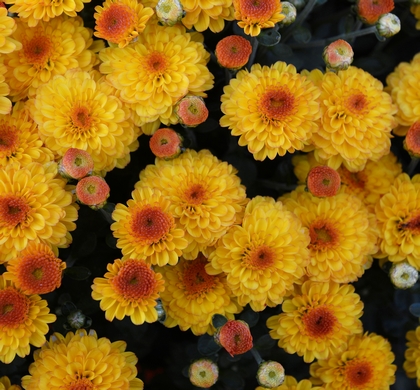 Gigi Gold Mum | Natorp's Online Plant Store