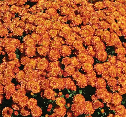 Gigi Orange Mum | Natorp's Online Plant Store