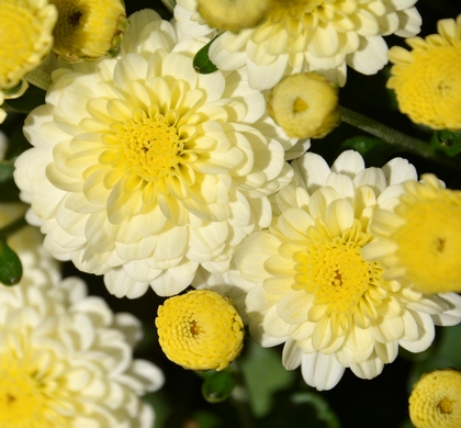 Gigi Snow Mum | Natorp's Online Plant Store