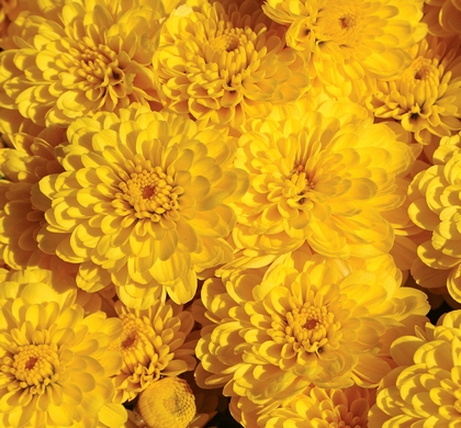 Gigi Yellow Mum | Natorp's Online Plant Store
