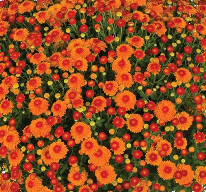 Hailey Gold Mum | Natorp's Online Plant Store