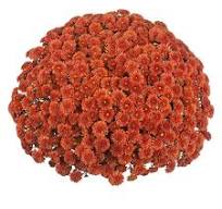 Jolt Bronze Mum | Natorp's Online Plant Store