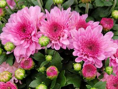 League Pink Mum | Natorp's Online Plant Store
