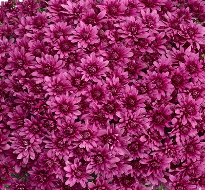 Magnus Violet Mum (B) | Natorp's Online Plant Store