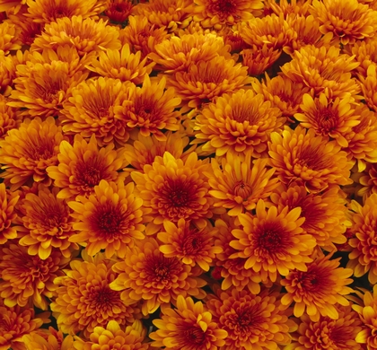 Balance Bronze Bicolor Mum | Natorp's Online Plant Store
