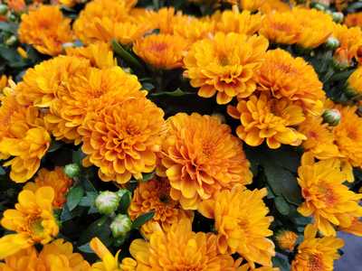 Merry Bronze Bicolor Mum | Natorp's Online Plant Store