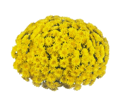 Wonder Yellow Mum | Natorp's Online Plant Store