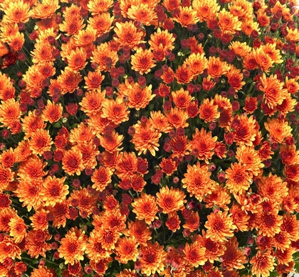Veritas Orange Mum | Natorp's Online Plant Store