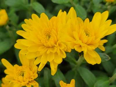 Veritas Yellow Mum | Natorp's Online Plant Store