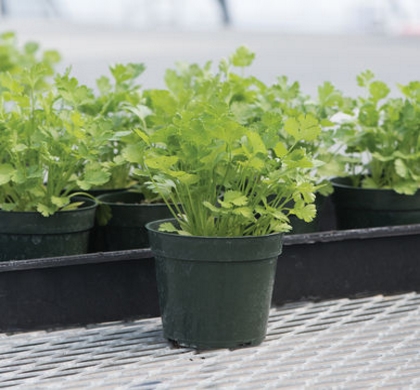 Santo, Cilantro | Natorp's Online Plant Store