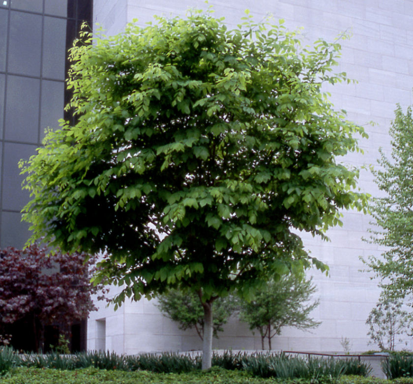 American Yellowwood | Natorp's Online Plant Store