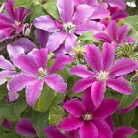Boulevard® Acropolis™ Clematis | Natorp's Online Plant Store