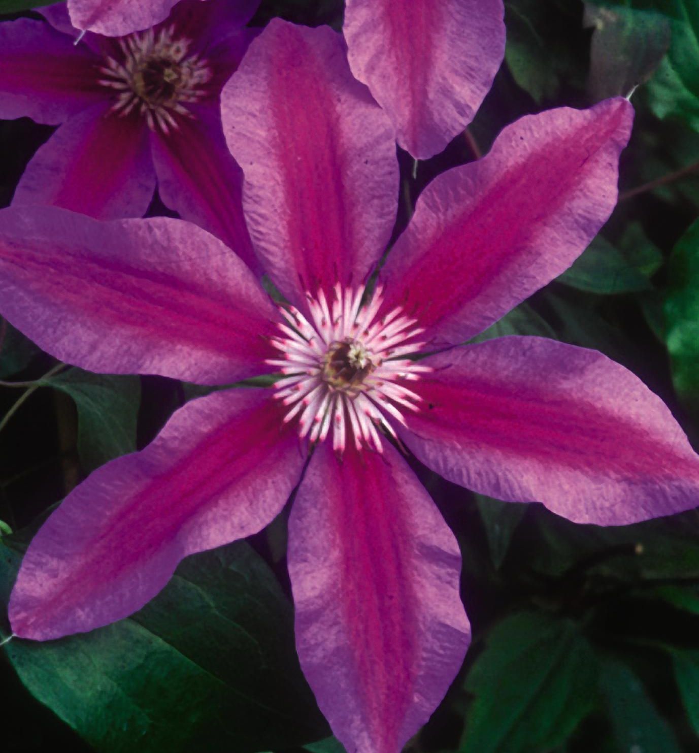 Fireworks Clematis | Natorp's Online Plant Store