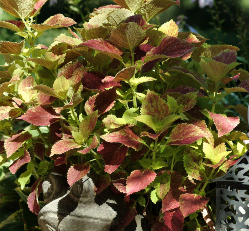 Alabama Sunset Coleus | Natorp's Online Plant Store