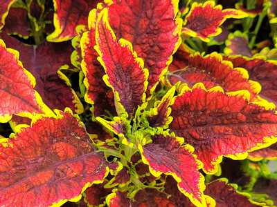 ColorBlaze® El Brighto Coleus | Natorp's Online Plant Store