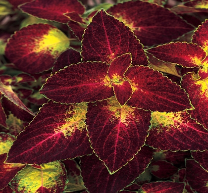 Dipt in Wine Coleus | Natorp's Online Plant Store