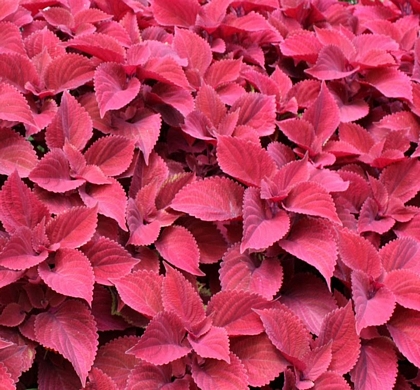 Volcanica Redhead Coleus | Natorp's Online Plant Store