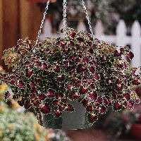 Lava Rose Coleus | Natorp's Online Plant Store