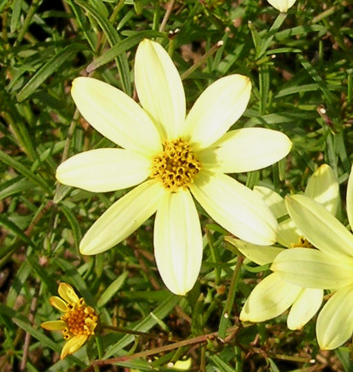 Moonbeam Tickseed | Natorp's Online Plant Store