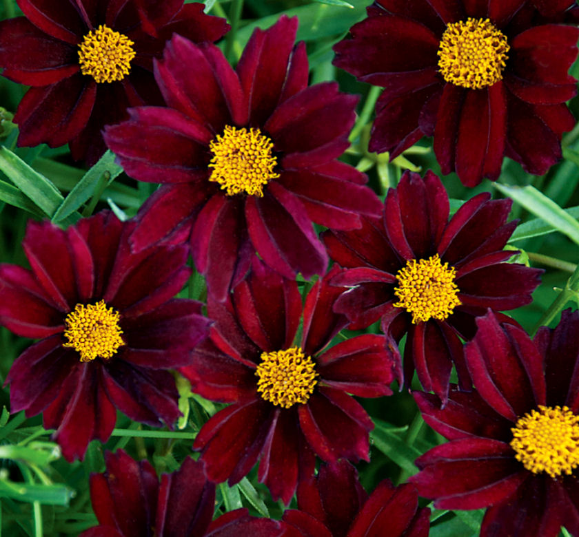 Mercury Rising Tickseed | Natorp's Online Plant Store