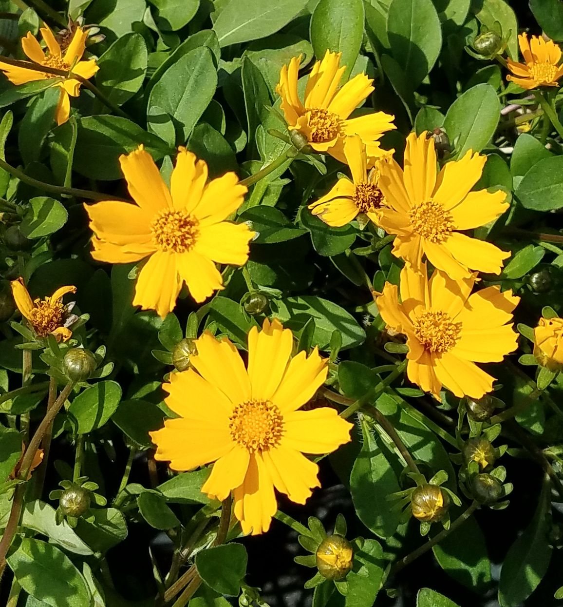 Mouse Ear Tickseed | Natorp's Online Plant Store