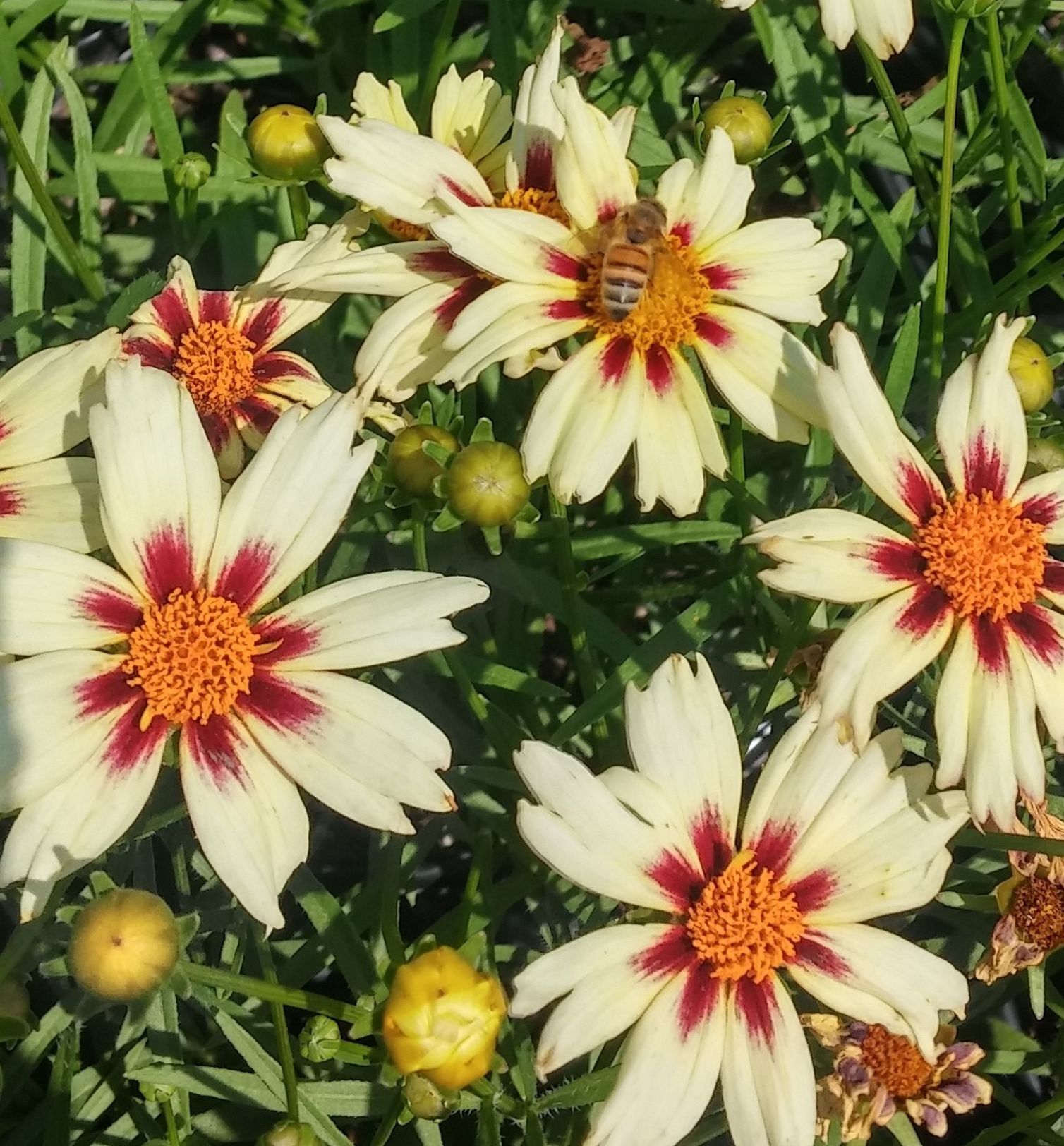 Starlight Li'l Bang Tickseed | Natorp's Online Plant Store