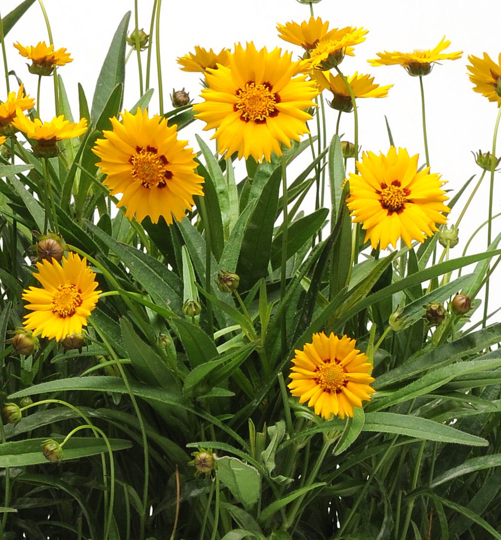 Sunfire Tickseed | Natorp's Online Plant Store
