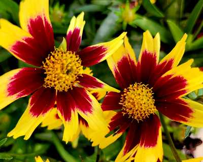 Super Star Tickseed | Natorp's Online Plant Store