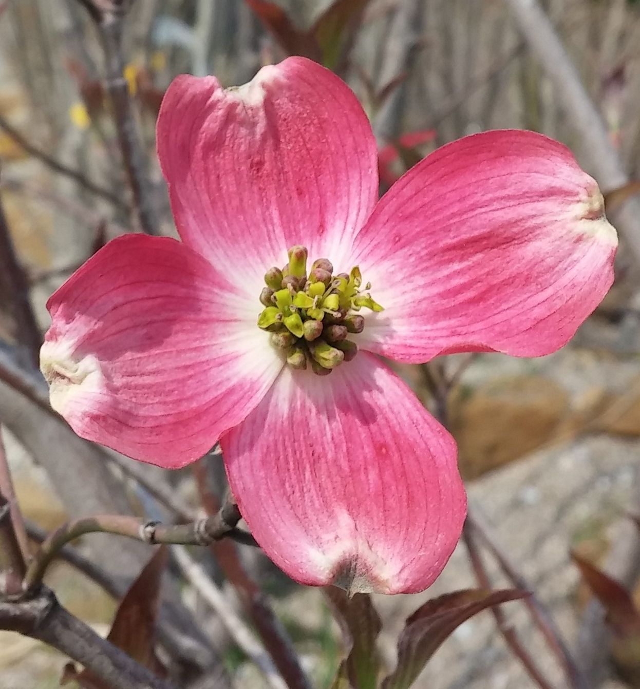 Cherokee Brave Dogwood | Natorp's Online Plant Store