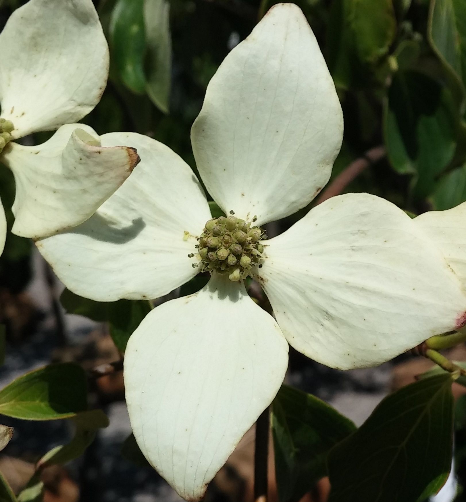 Greensleeves Chinese Dogwood Tree Form | Natorp's Online Plant Store